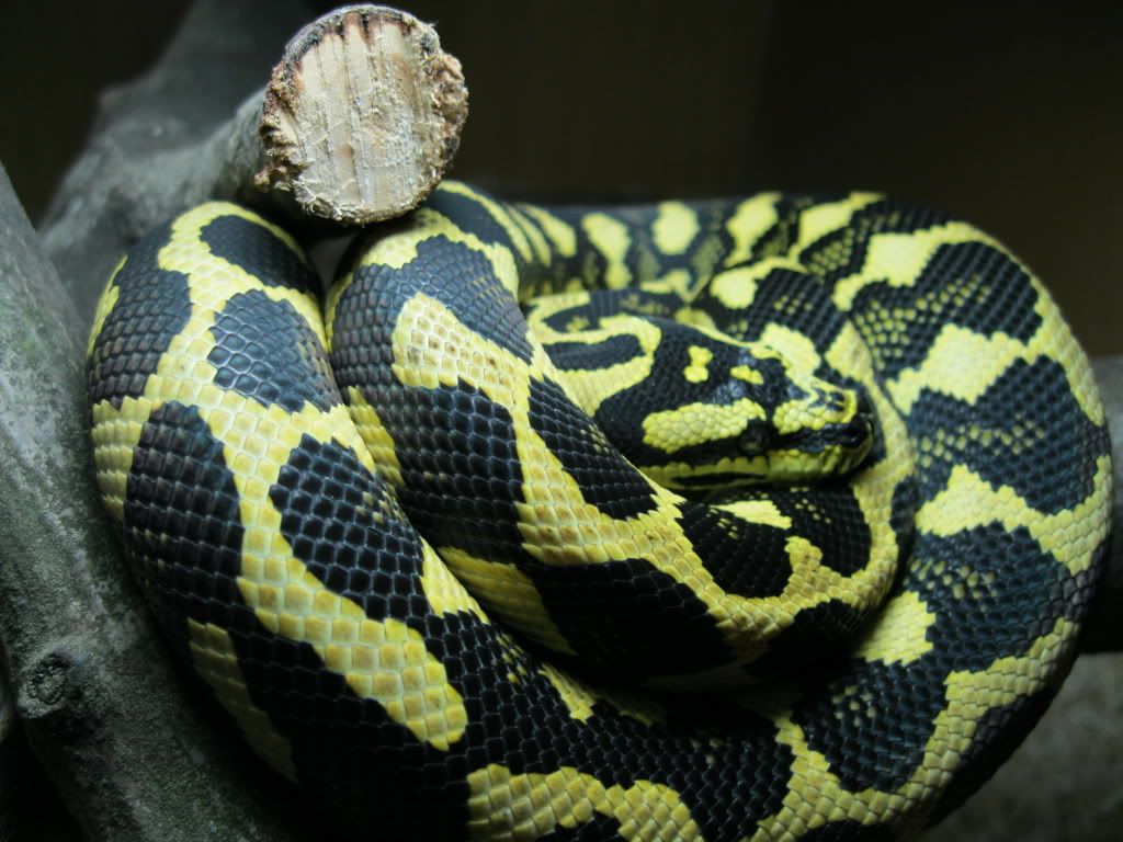 help with carpet python pics for a tattoo | Reptile Forums